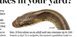 Should you be afraid of the snakes in your yard? | Boston Sunday Globe ...