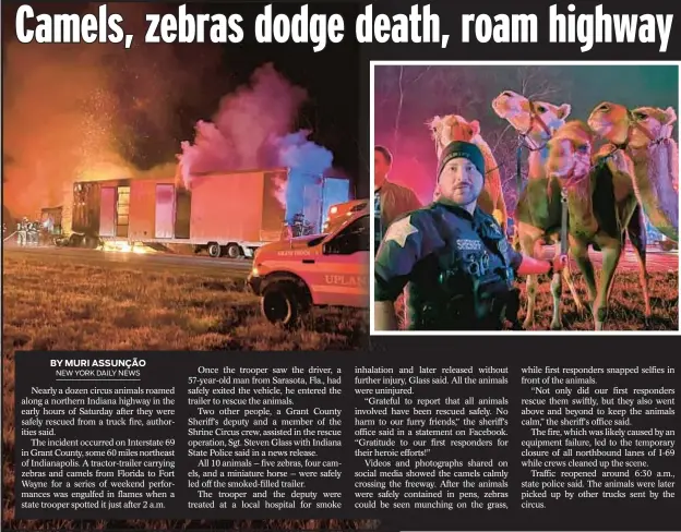 Camels, zebras dodge death, roam highway - PressReader