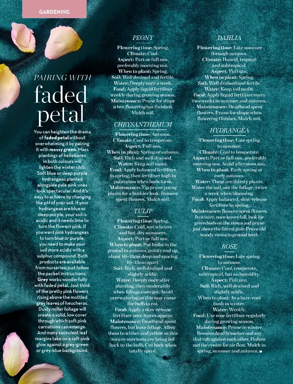 faded petal - PressReader