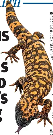The 2ft venomous lizard that holds the key to Ozempic’s slimming powers ...