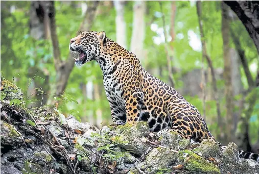 GATO POR LIEBRE, JAGUAR POR TIGRE - PressReader
