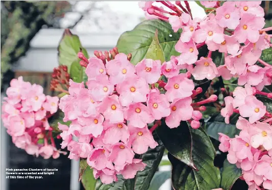 Lighting up midwinter days - PressReader