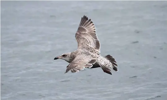 Basic Principles - PressReader