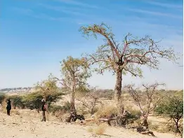 Under the Moringa Tree’s Shadow - PressReader