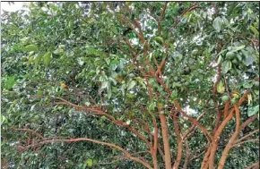 Krasang oranges gaining popularity on Kingdom’s farms - PressReader