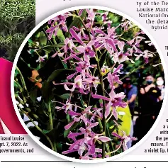 PBBM, First Lady awed by orchid named after them - PressReader