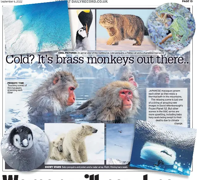 Cold? It’s brass monkeys out there.. - PressReader