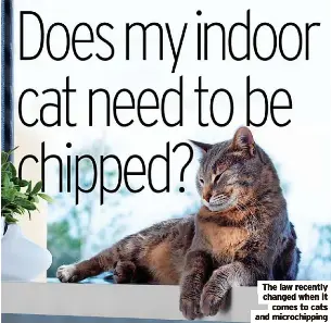 Does my indoor cat need to be chipped? - PressReader