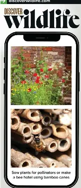 How to make your garden wildlife-friendly - PressReader