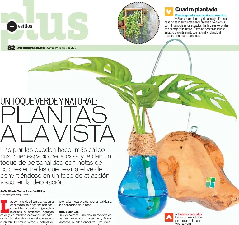 UN TOQUE VERDE Y NATURAL: PLANTAS A LA VISTA - PressReader