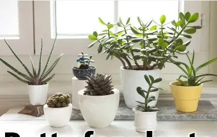 Potty for plants - PressReader