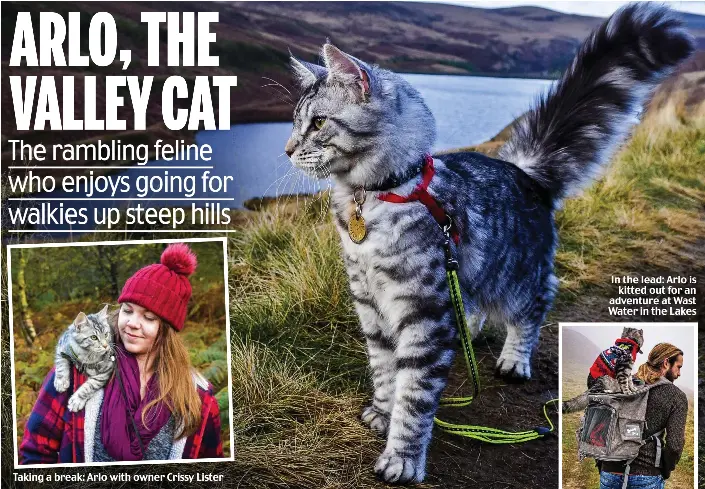 ARLO, THE VALLEY CAT - PressReader