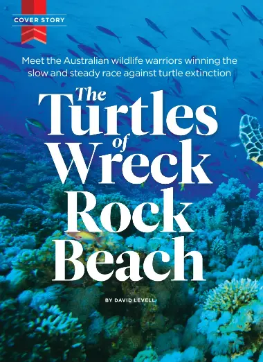 The Turtles of Wreck Rock Beach - PressReader