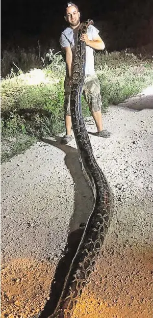 Florida kämpft gegen Python-Plage - PressReader