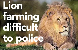 Lion farming difficult to police - PressReader