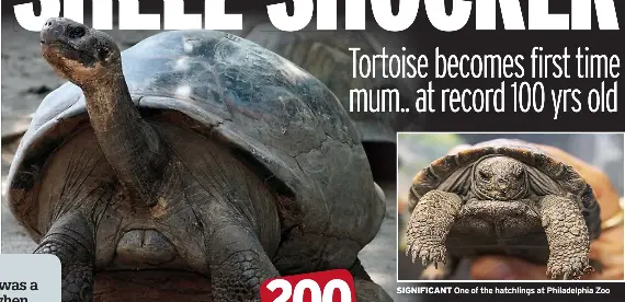 SHELL SHOCKER - PressReader