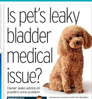 PAMPERED PETS - PressReader