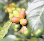 Salada, coffee farmers partner on fertiliser project - PressReader