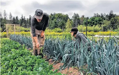 Good Clean Farm makes organic look easy - PressReader