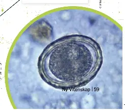 Spolorm - PressReader