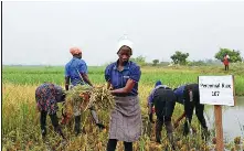 ‘Tailored solutions’ help fill Africa’s grain bags - PressReader