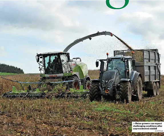 Maximise maize after wet winter - PressReader