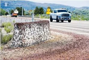 Blood-red cannibal crickets invade town - PressReader