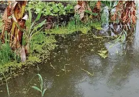 Casas, ruas e escolas alagadas: os estragos da chuva na Matola ...