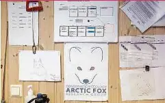 Giving the Arctic fox a helping hand - PressReader