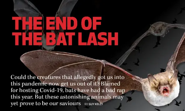 The end of the bat lash - PressReader