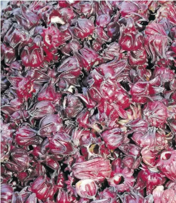 Hibiscus: The ‘botox plant’, and more - PressReader