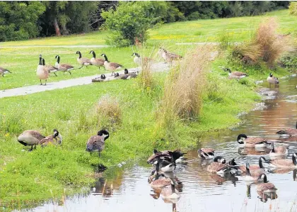 New goose cull rules after alarm - PressReader