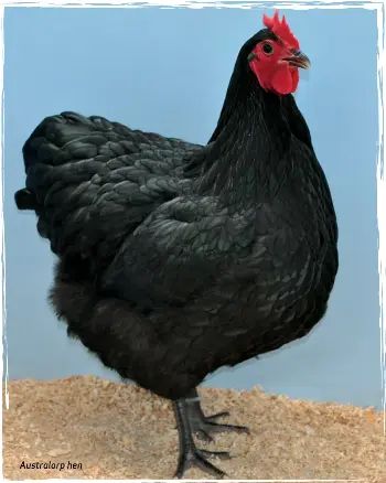 Australorp­s - PressReader