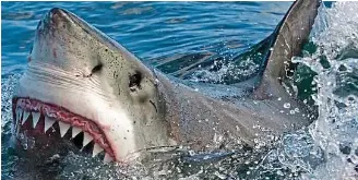 How Jaws gets wired - PressReader
