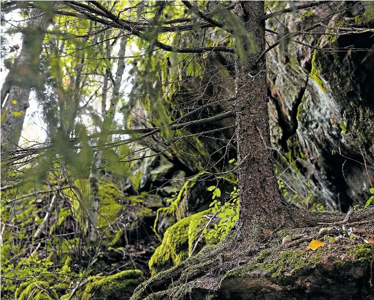 ”Det är trollen som råder i skogen” - PressReader