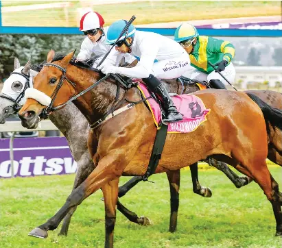 Cape team hoping to sting the Royals - PressReader