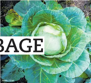 Why CABBAGE deserves the limelight - PressReader