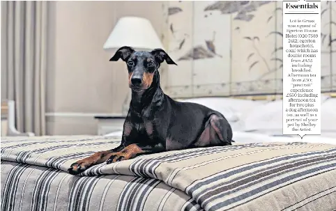 The ‘Dinkwad’ pets who travel better than you - PressReader