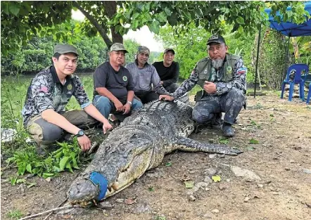 Hunting a man-eating croc - PressReader