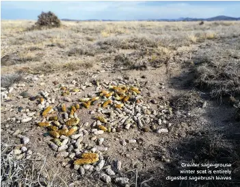 Greater sage-grouse - PressReader