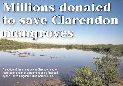 Millions donated to save Clarendon mangroves - PressReader