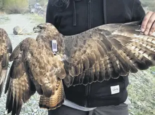 Tagged steppe eagle soars through 34 countries in 2-year odyssey ...