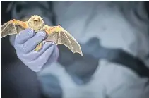 Three bat species at risk of becoming endangered as wind turbines take ...