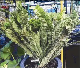 Philippine Gardens - PressReader