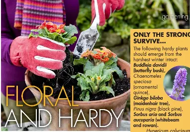 Alan Titchmarsh FLORAL AND HARDY - PressReader