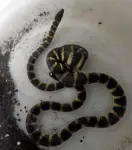 ‘DUHOL MATAPANG,’ ANOTHER TAAL LAKE RESIDENT, THREATENED BY EXTINCTION ...