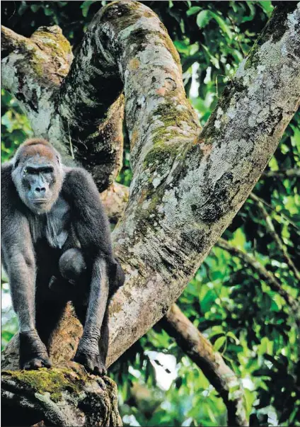 Put natural resources in balance sheet - PressReader