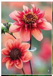 Showstoppe­rs - PressReader