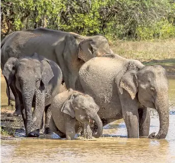 Asian elephants change scientists’ minds on why they trumpet - PressReader