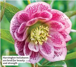 THE COLOURFUL HYBRID HELLEBORE - PressReader